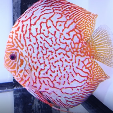 Checkerboard Pigeon Blood Discus | Pigeon Blood Discus | DiscusGuy