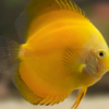 Assorted Discus Fish | Assorted Discus | DiscusGuy