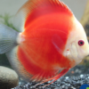 Assorted Discus Fish | Assorted Discus | DiscusGuy