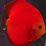 Red Diamond Discus | Red Diamond Discus Fish | Discusguy