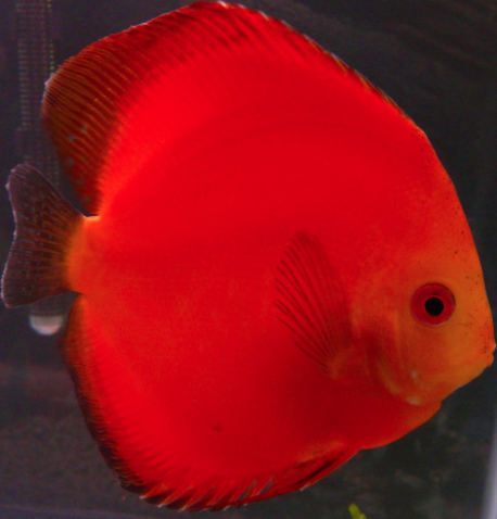 Super Red Discus | Red Discus | Solid Red Discus | Red Velvet Discus