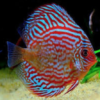 Super Red Turquoise Discus | Red Turquoise Discus | Discusguy