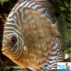 Discus Fish For Sale | Discus Fish Breeder | Tropical Fish Store
