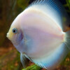 Discus Fish For Sale | Discus Fish Breeder | Tropical Fish Store