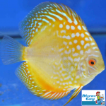Super Red Discus | Red Discus | Solid Red Discus | Red Velvet Discus