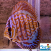 Super Red Turquoise Discus | Red Turquoise Discus | Discusguy