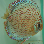 Neon Tetras | Cardinal Tetras | Tropical Fish | DiscusGuy