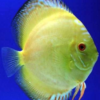 Blue Diamond Discus Fish | Blue Discus Fish | DiscusGuy