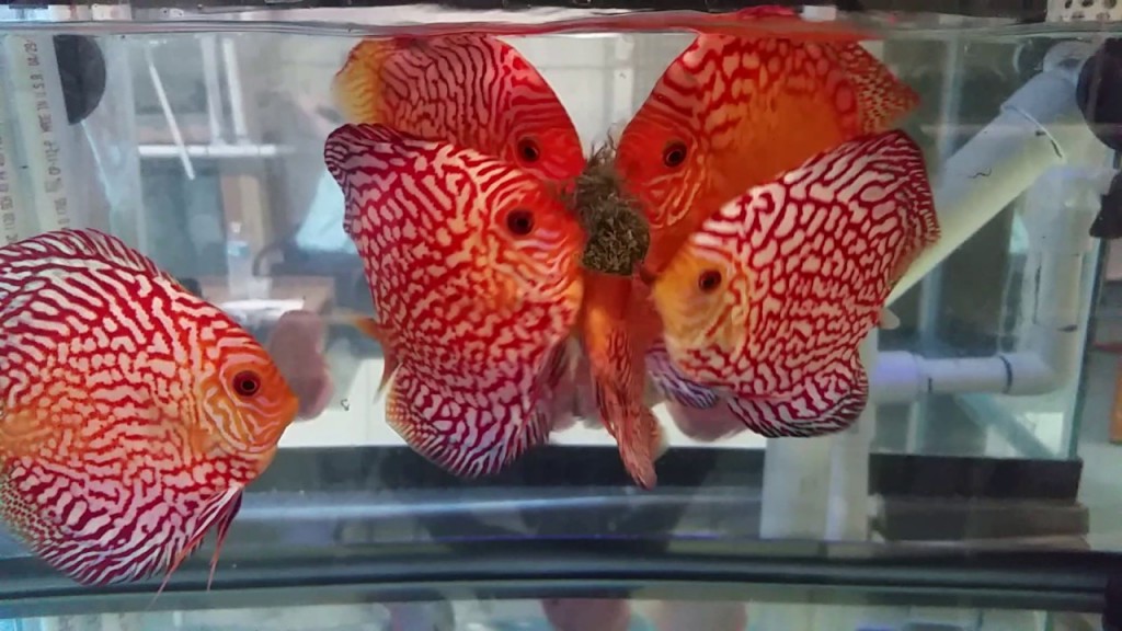 freshwater fish for sale Archives - Discus Fish For Sale | Discus For ...