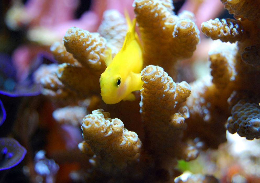 saltwater fish Archives - Discus Fish For Sale | Discus For Sale ...