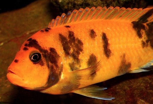 rare african cichlids for sale Archives - Discus Fish For Sale | Discus ...